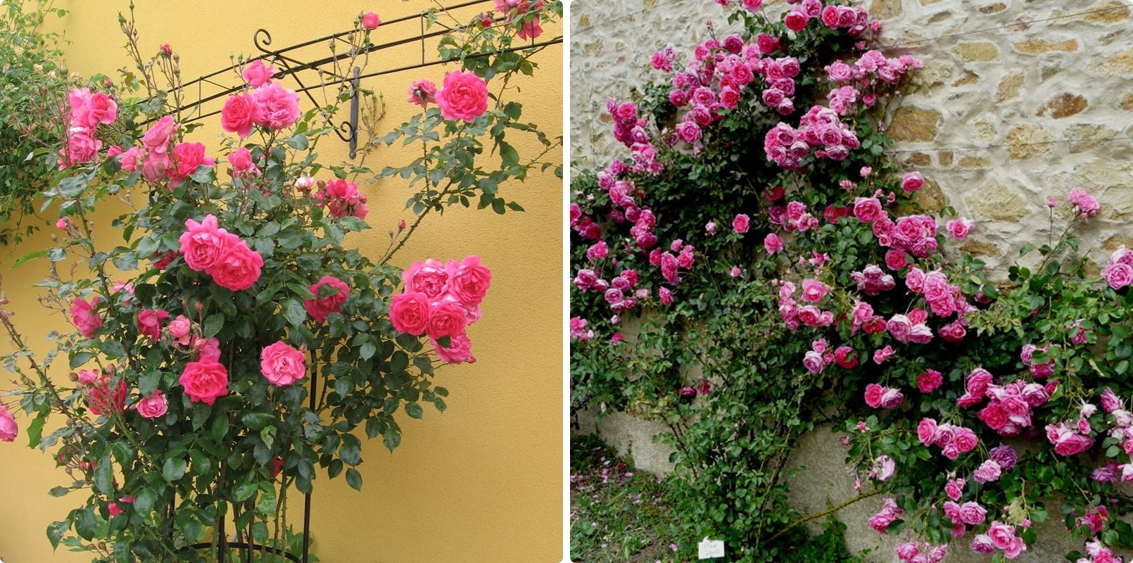 Róża PNĄCA różowa PINK CLOUD - 7272373916 - oficjalne archiwum allegro