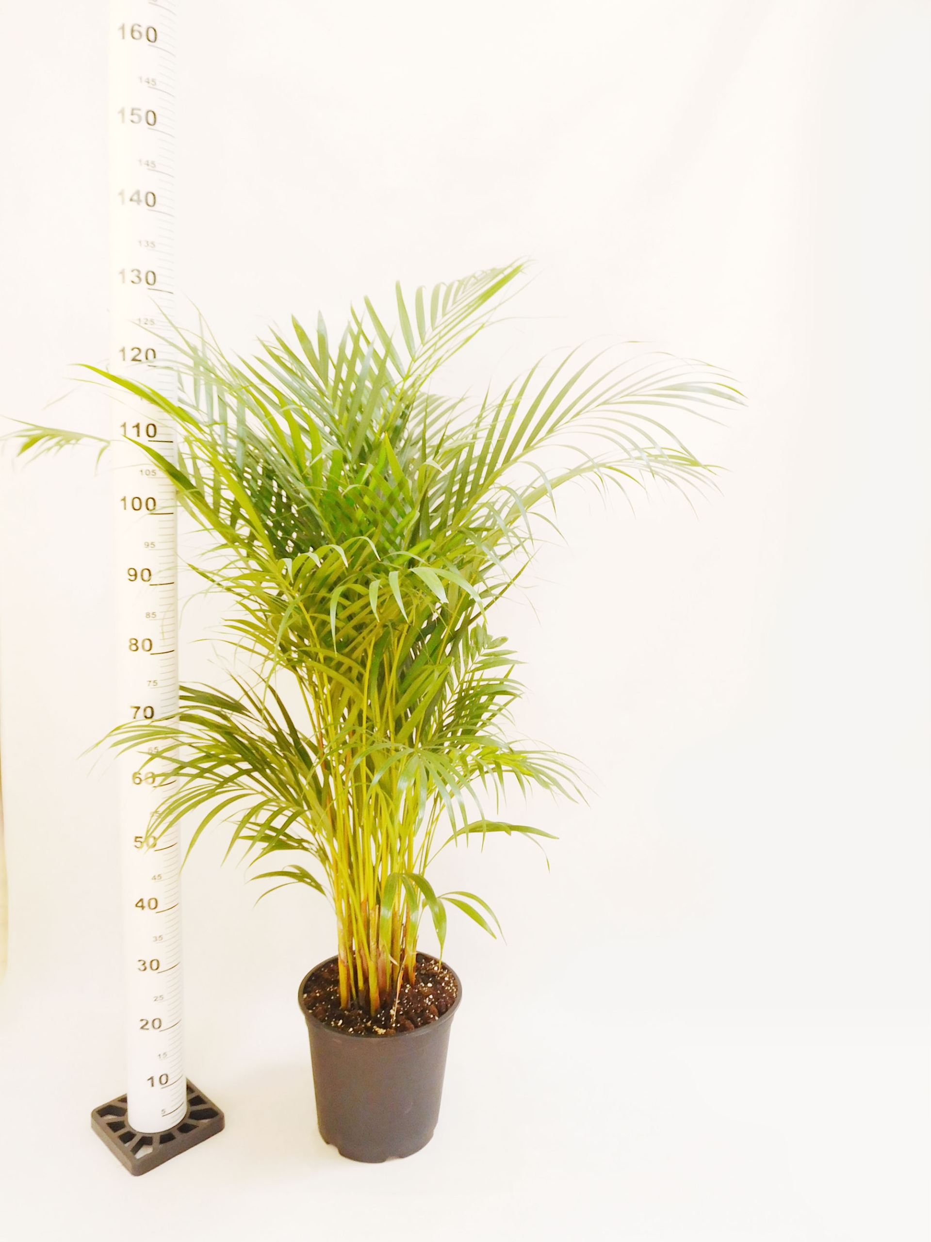 Palma AREKA (ARECA) 130 cm - 7499526456 - oficjalne archiwum allegro