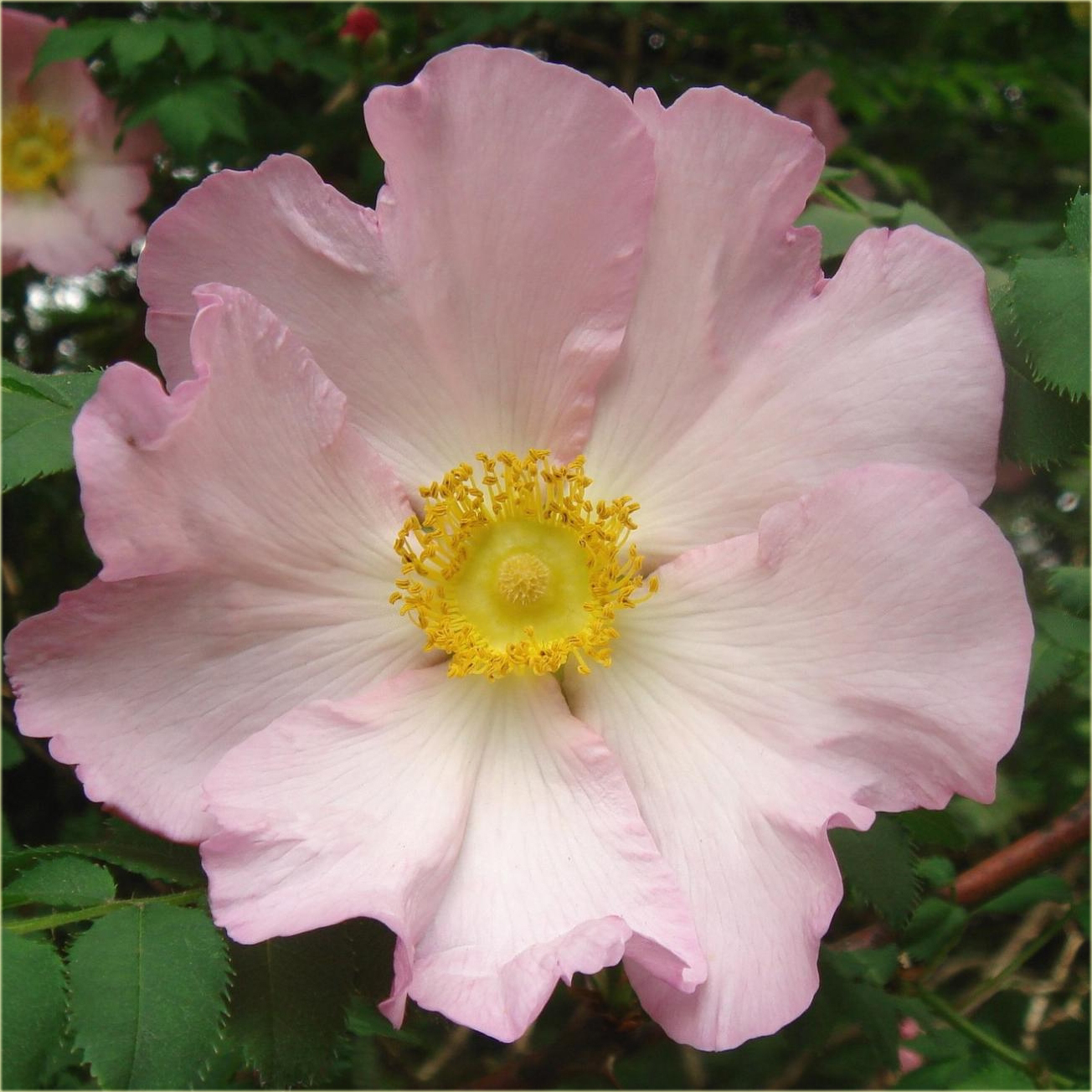 Róża parkowa kasztanowa - Rosa roxburghii - 7225734973 - oficjalne ...