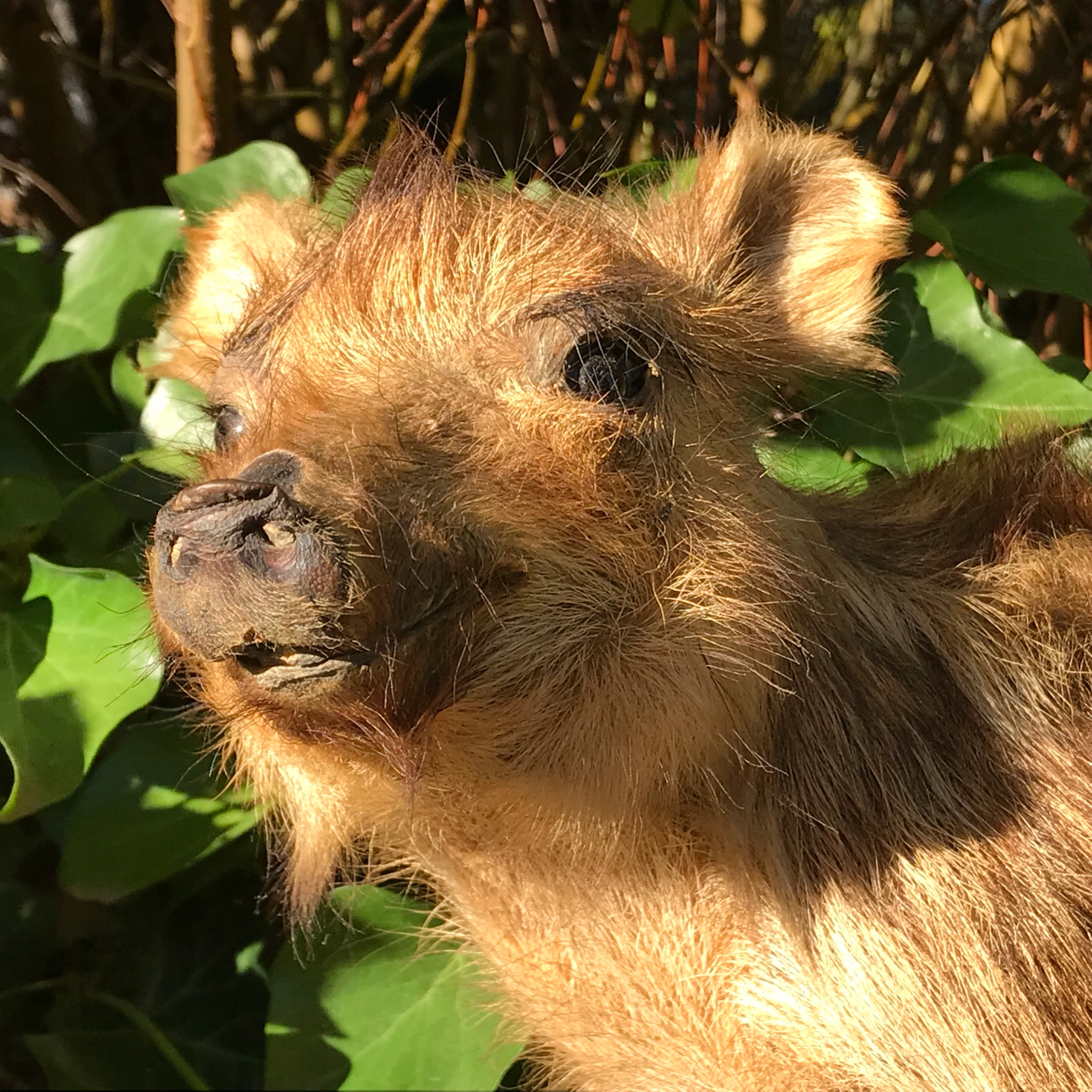 Warchlak młody dzik trofeum myśliwskie - 7655048290 - oficjalne ...