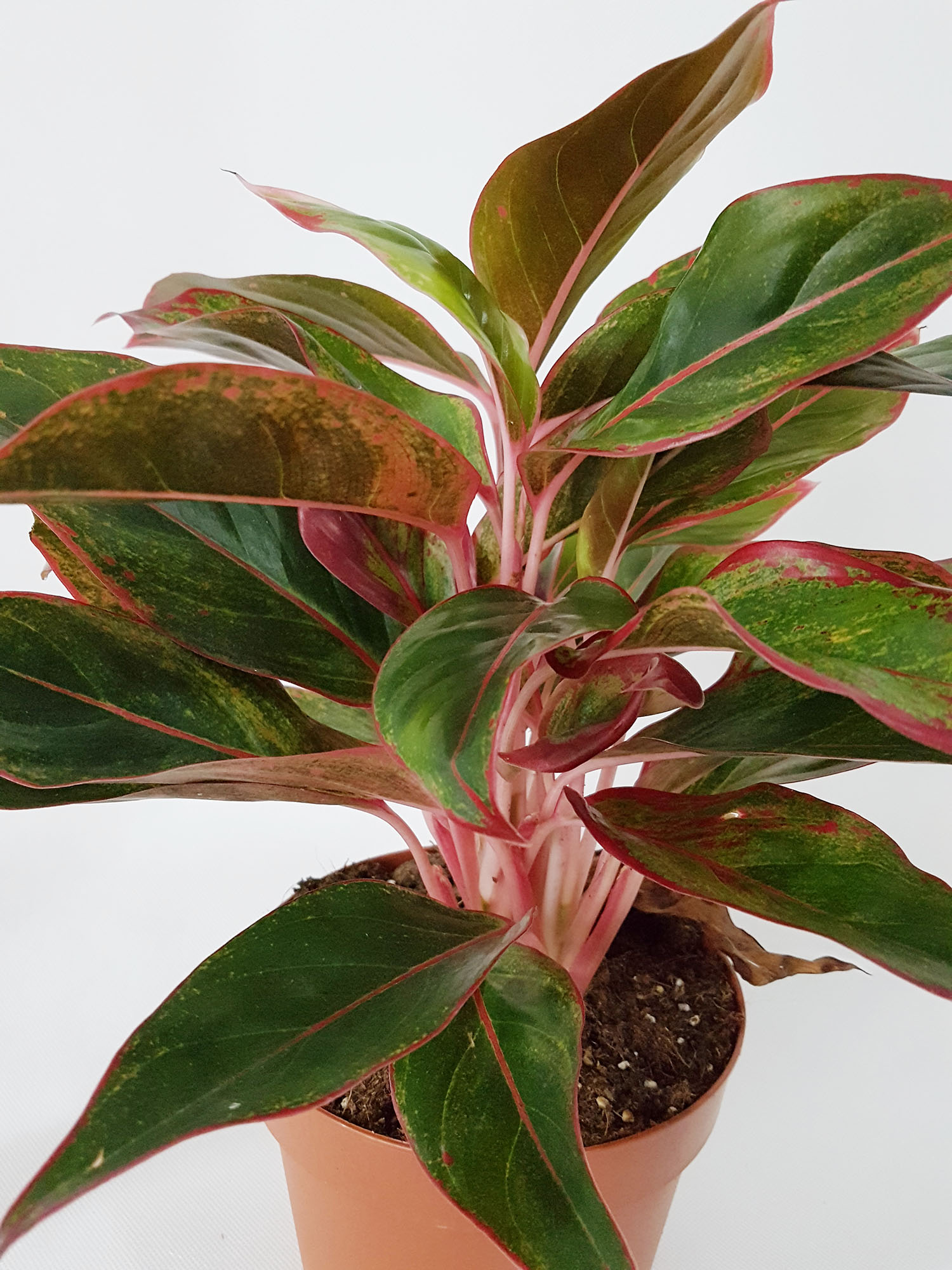Aglaonema CRETE 40 cm - 7276842387 - oficjalne archiwum allegro