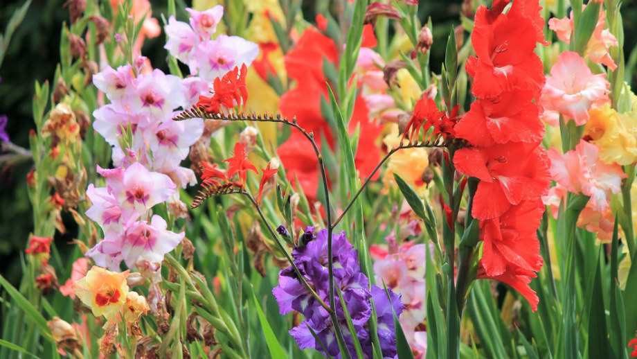 Mieczyk – jak uprawiamy w ogrodzie? - Allegro.pl