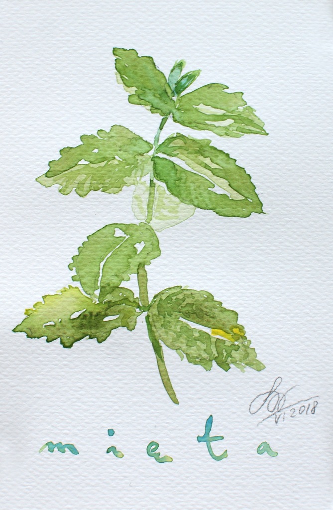 MIĘTA ZIOŁA ZIELNIK akwarela OBRAZ VINTAGE 10x15 - 7430014297 ...