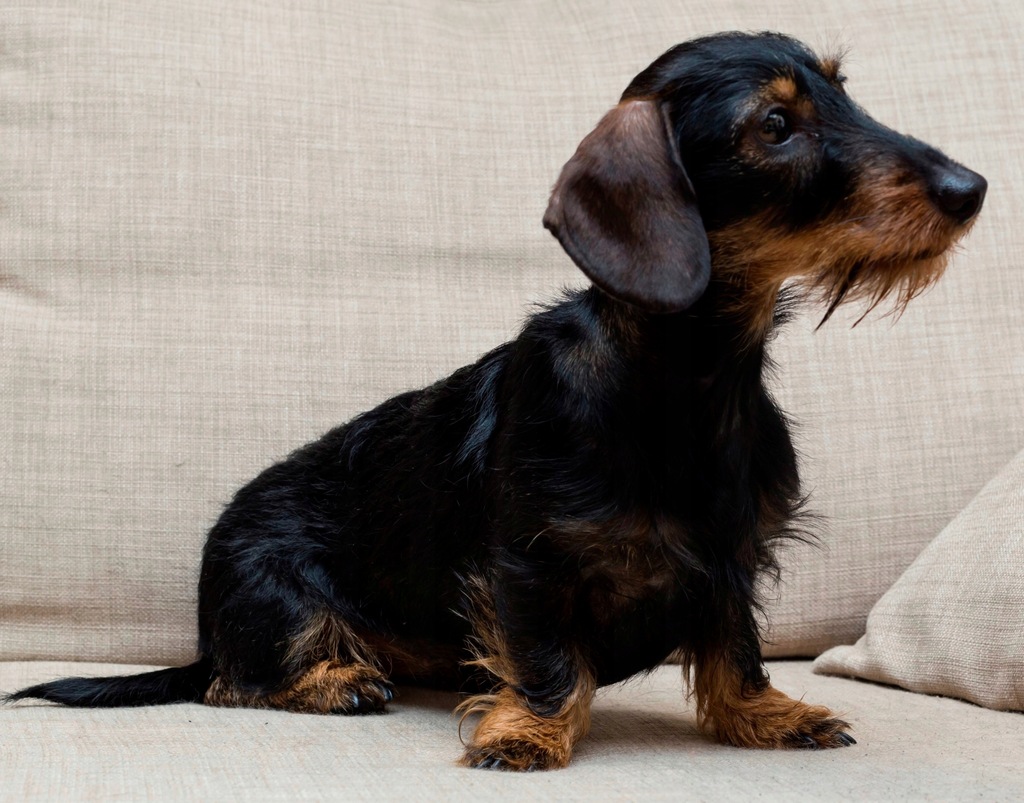 Jamnik Szorstkowłosy miniaturowy, śliczny, rodowód - 7579137445 ...