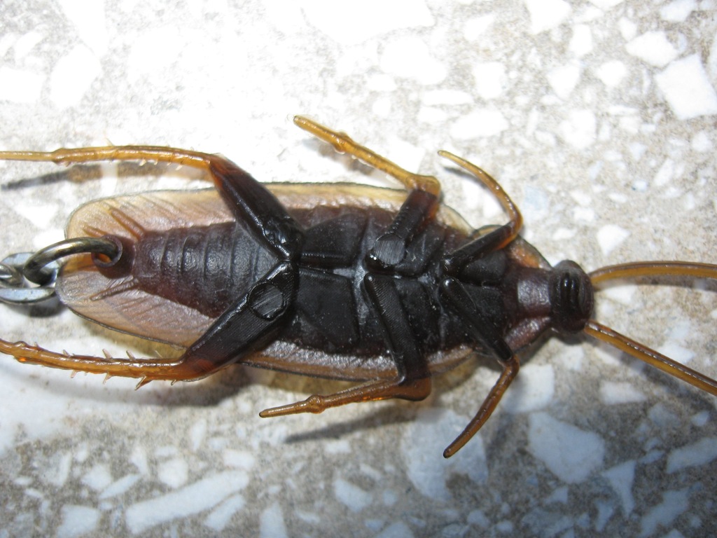 KARALUCH KAKROĆ Z NOWEGO YORKU WIELKOŚĆ NATURALNA - 7098110317 ...