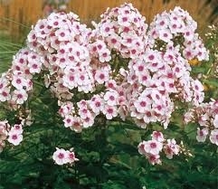 Floks wiechowaty Swizzle sadzonka 0,5l - 7466484866 - oficjalne ...