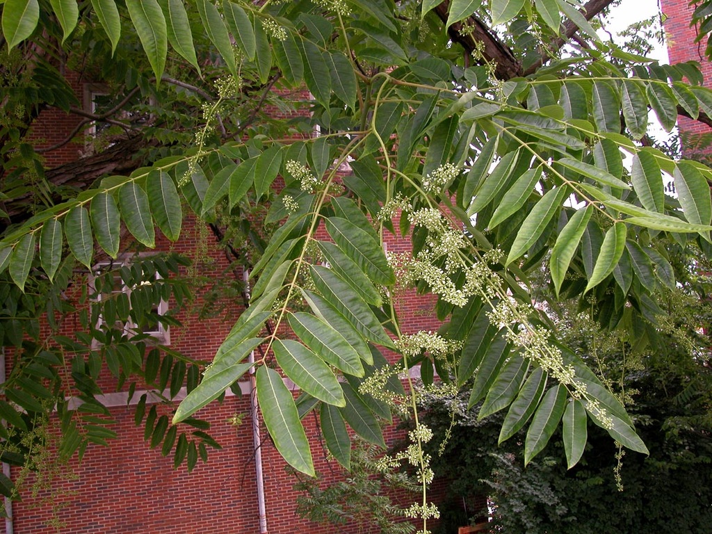 Drzewo WARZYWNE Cedrella Sinensis 50-70cm P9 - 6892179891 - oficjalne ...