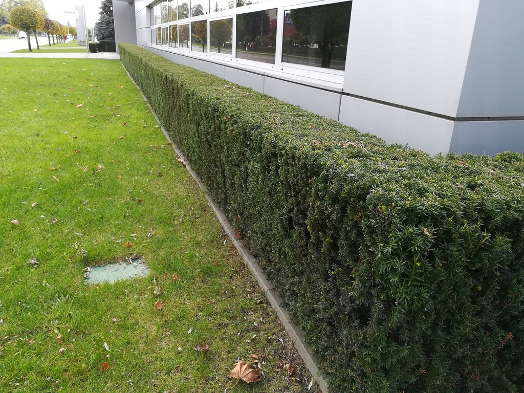 Cis hiksi 35-40cm - 7560805638 - oficjalne archiwum Allegro